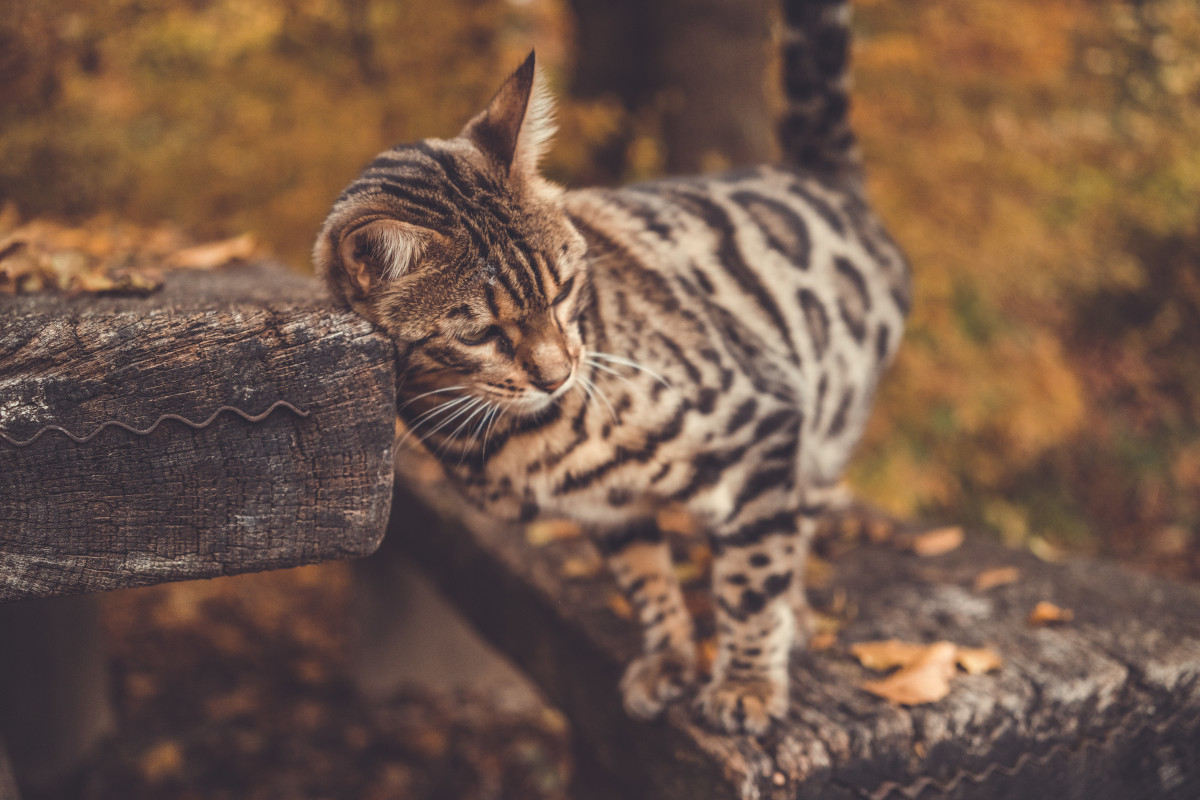 La Race de Chat Bengal : Origine, caractéristiques et conseils - Polkee